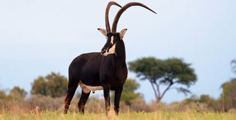 Home - Valley Venture Stud